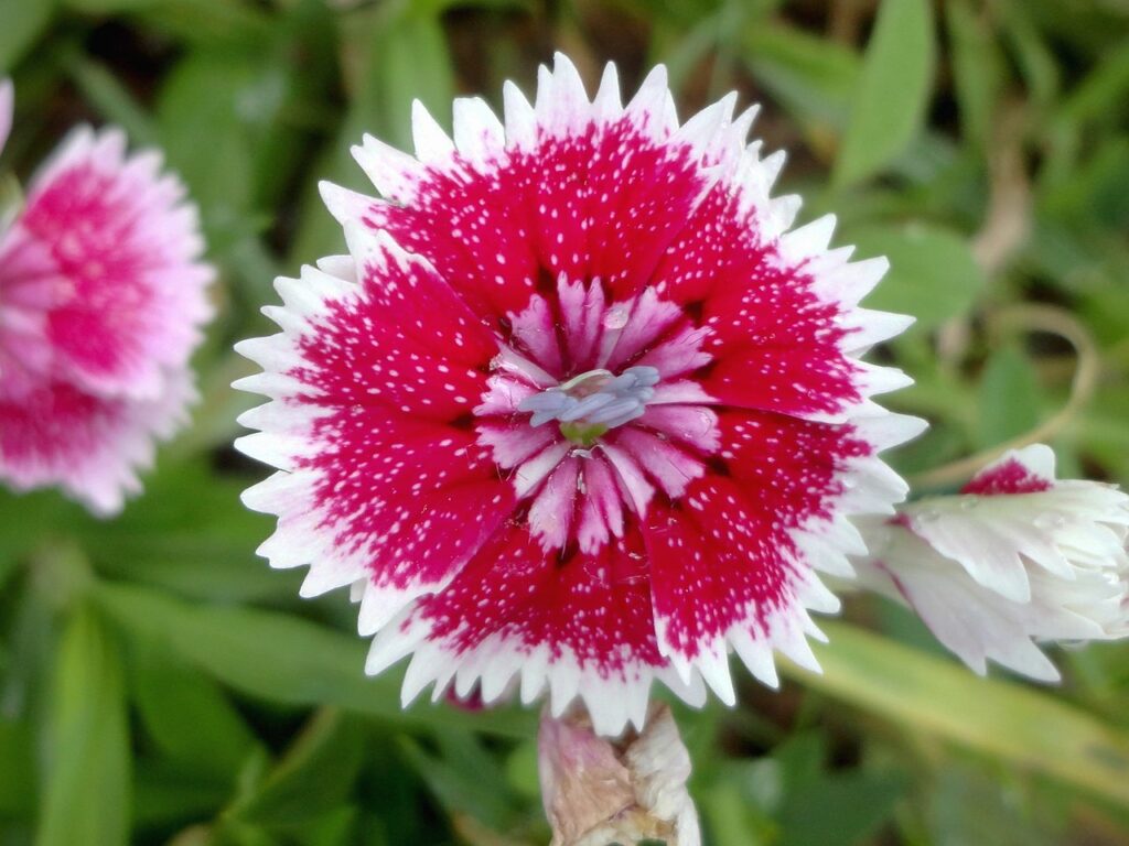 Dianthus chinensis Seeds (Baby Doll Dianthus) Fresh & Organic Pink ...