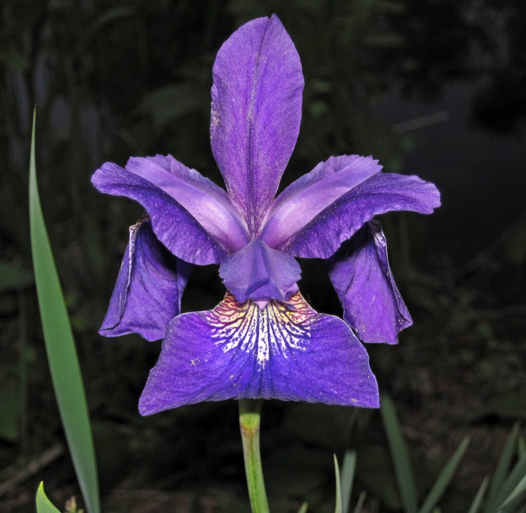 Iris virginica Seeds (Southern Blueflag Iris) Fresh & Organic Blue ...