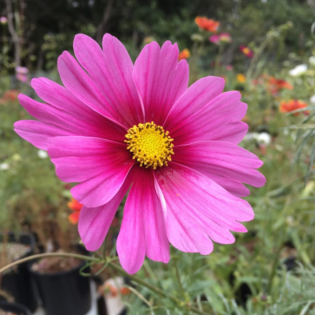 Cosmos bipinnatus Seeds (Radiance Cosmos) Fresh & Organic Pink Annual ...