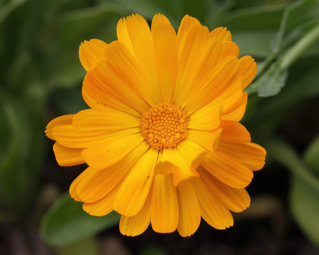 Calendula officinalis Seeds (Yellow Pompom Calendula) Fresh & Organic ...