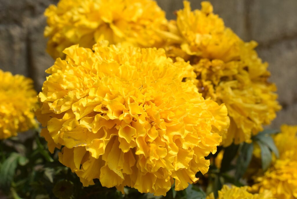 Tagetes erecta Seeds (Crackerjack Marigold) Fresh & Organic Yellow ...
