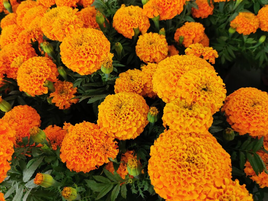 Tagetes erecta Seeds (Hawaii African Marigold) Fresh & Organic Yellow ...